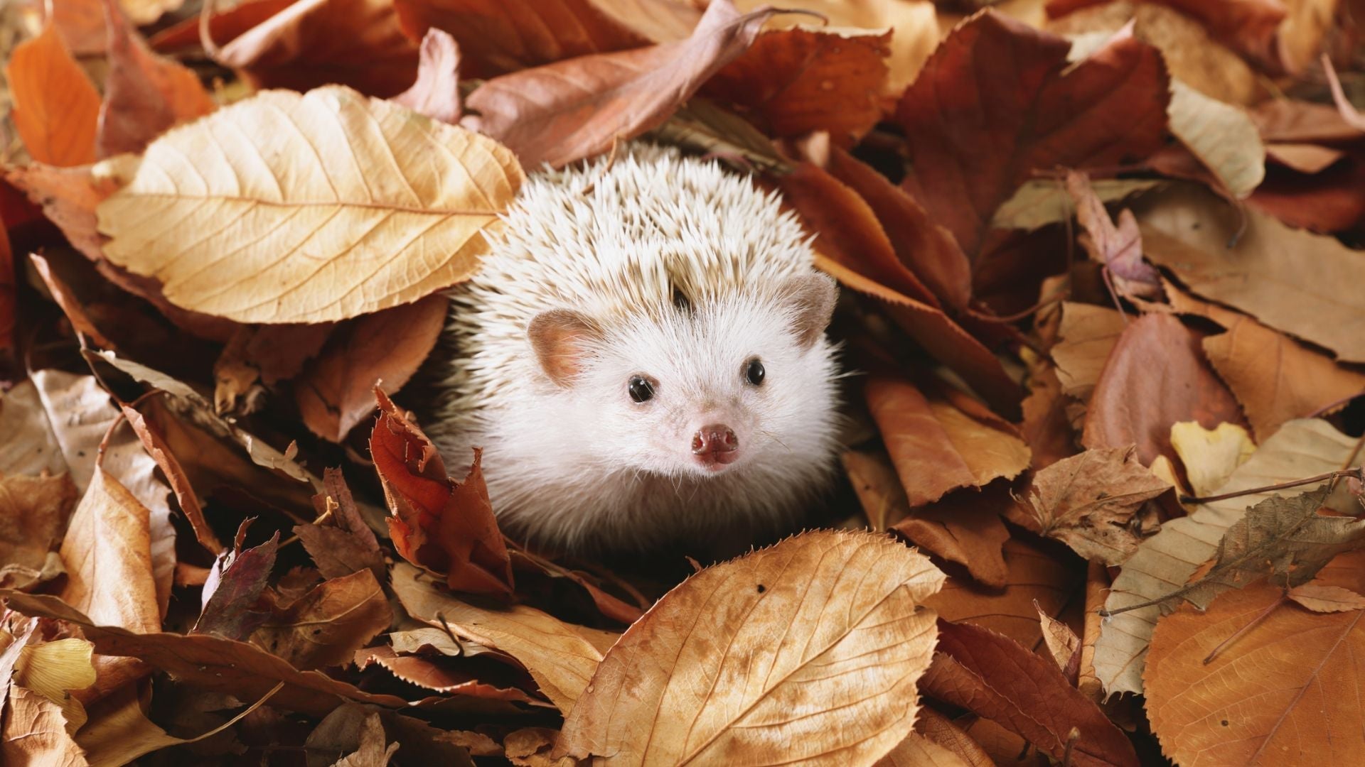 When it gets cold outside: How to properly support wildlife – Altruan